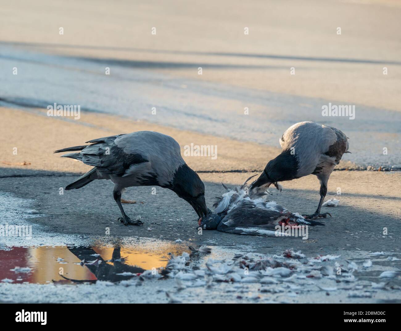 Two hooded crows feasting from a feral pigeon Stock Photo - Alamy