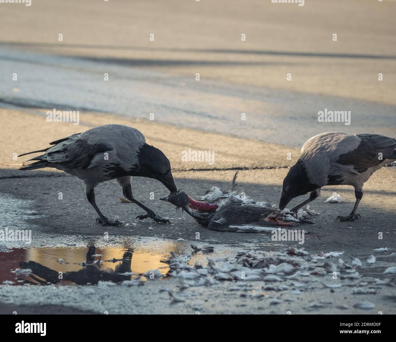 How to pluck a pigeon hi-res stock photography and images - Alamy