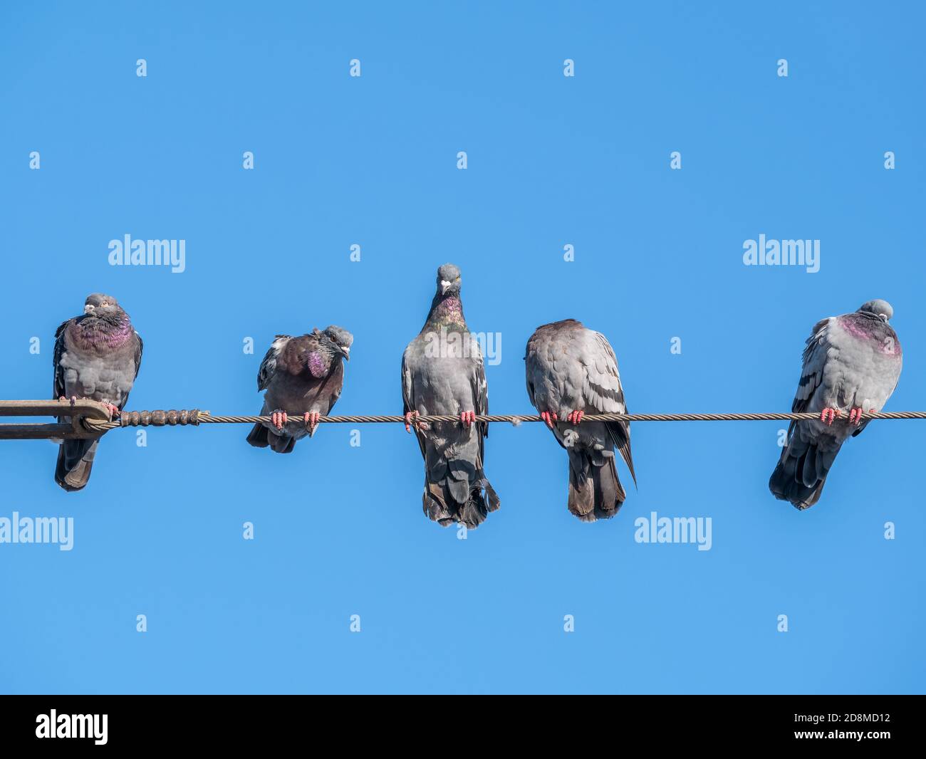 Lovely pigeons hi-res stock photography and images - Alamy