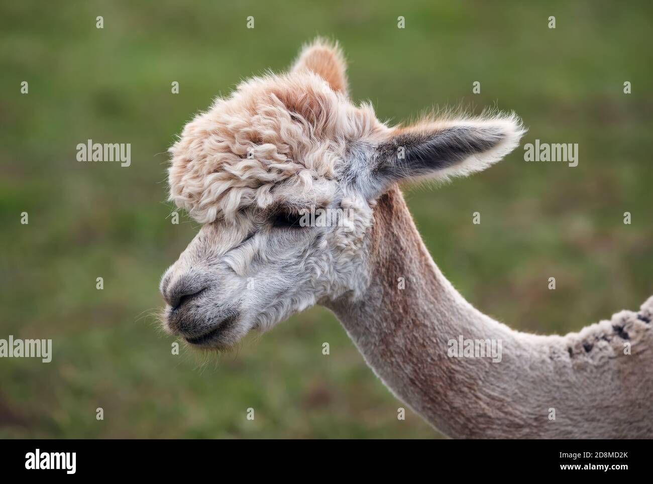 An alpaca (Vicugna pacos) is a domesticated species of South American ...