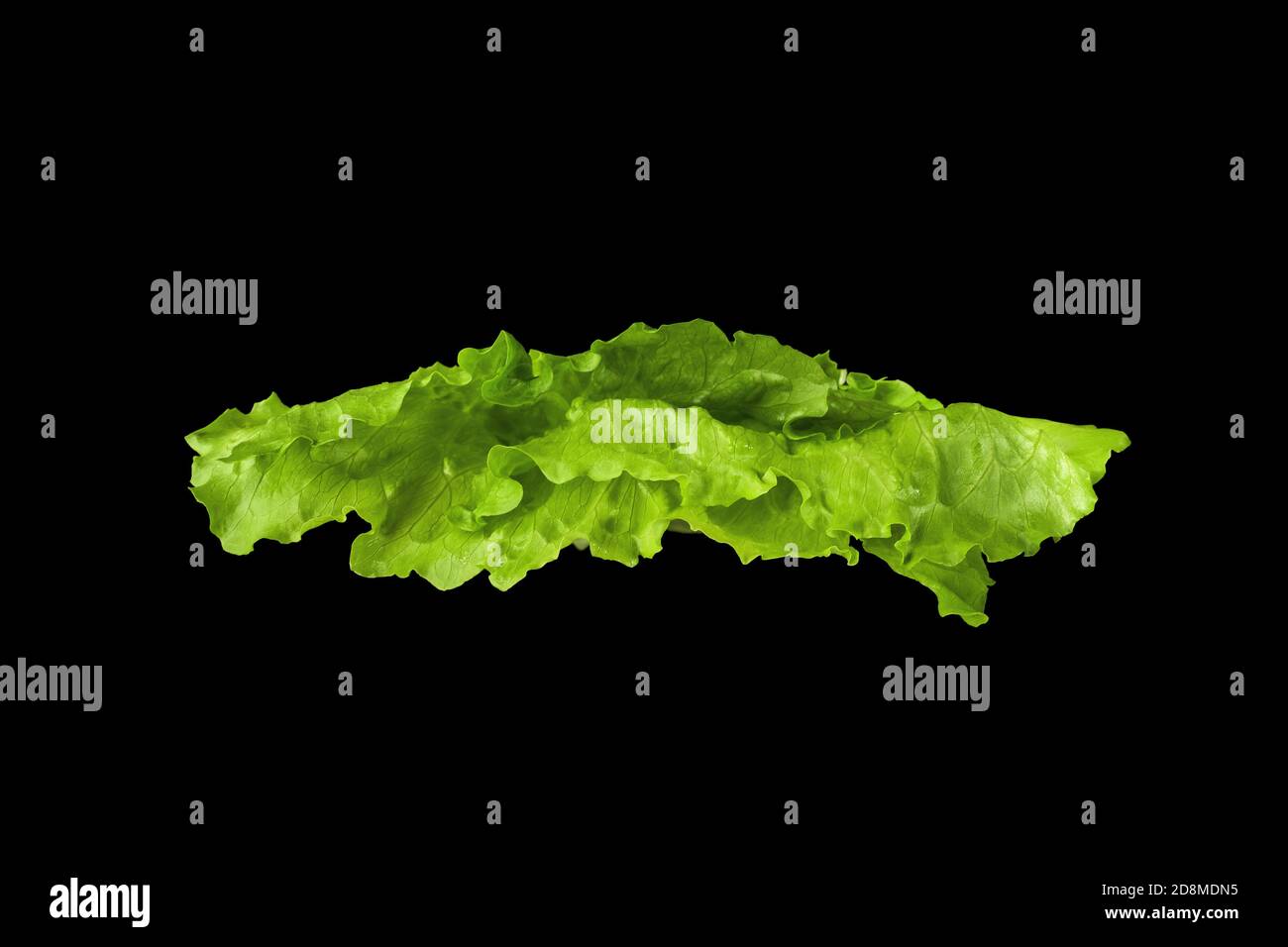 Lettuce Iceberg leaf isolated on black background close-up ingredient ...
