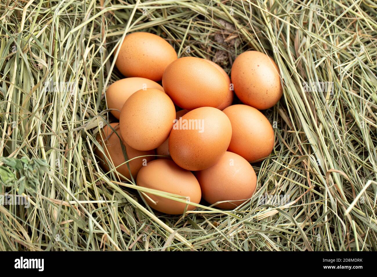 The lifestyle of the farm in the countryside, fresh eggs from the farm ...
