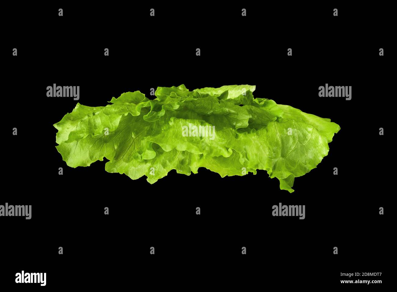 Lettuce Iceberg leaf isolated on black background close-up ingredient ...