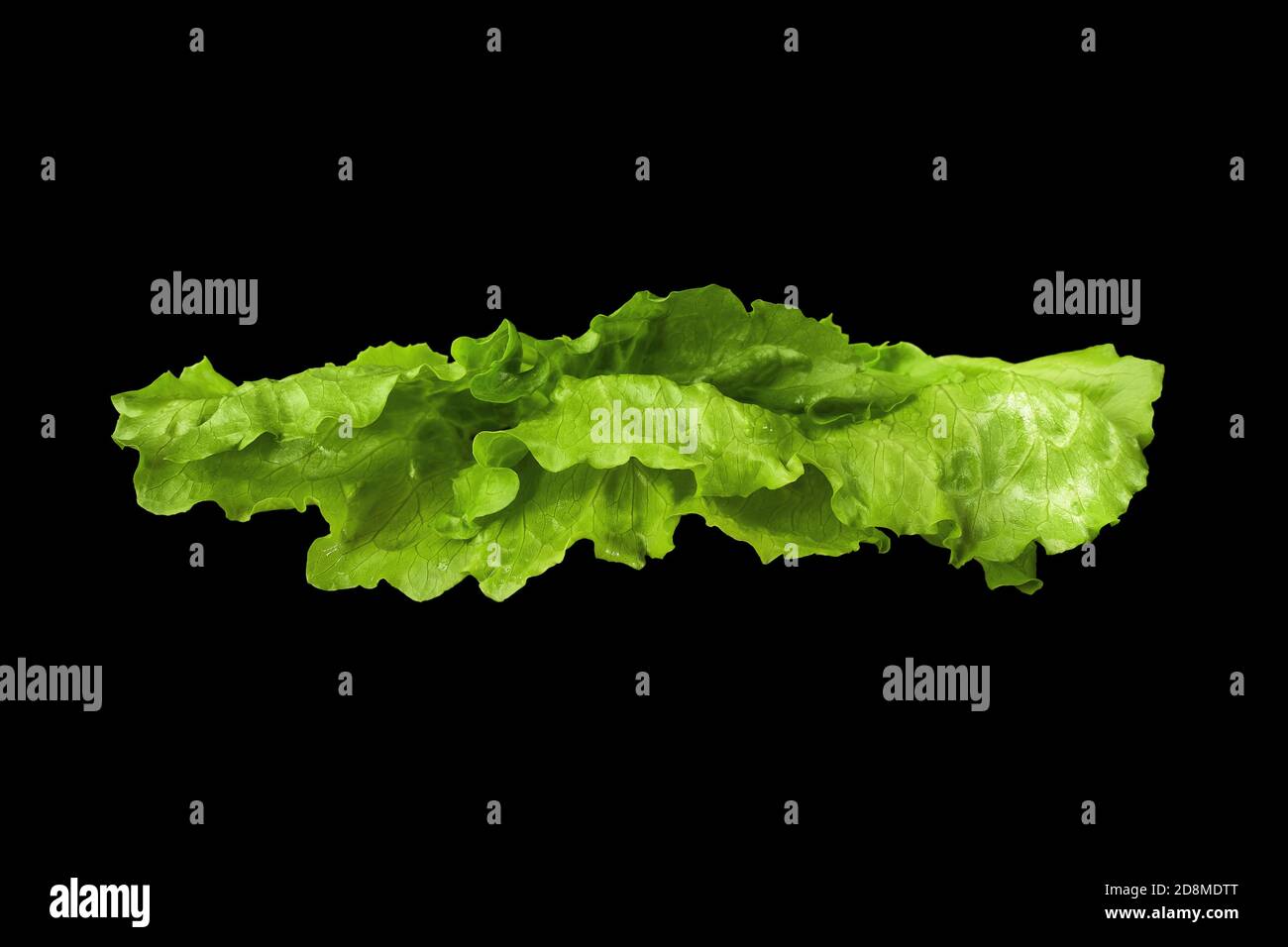 Lettuce Iceberg leaf isolated on black background close-up ingredient ...