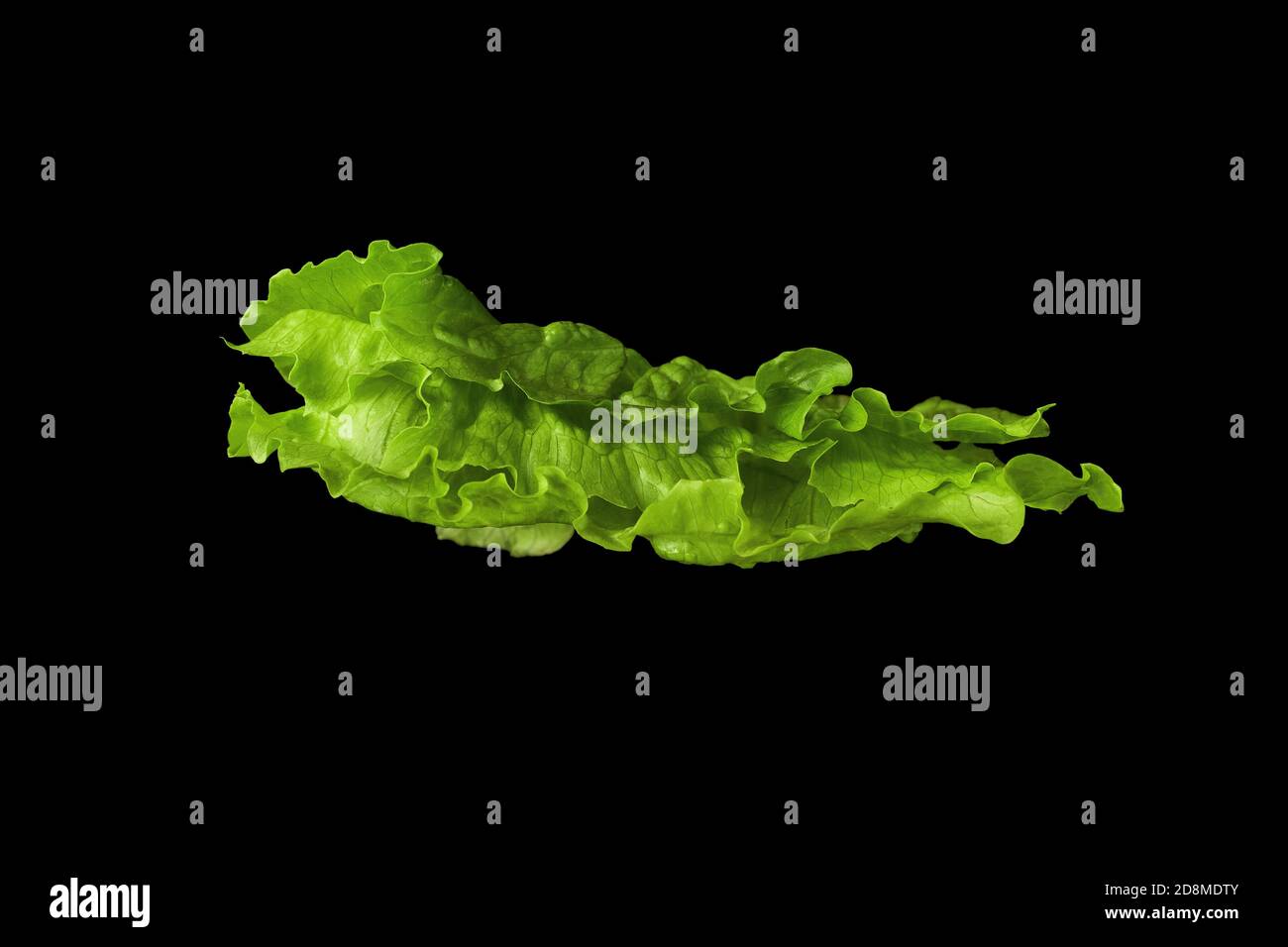 Lettuce Iceberg leaf isolated on black background close-up ingredient ...