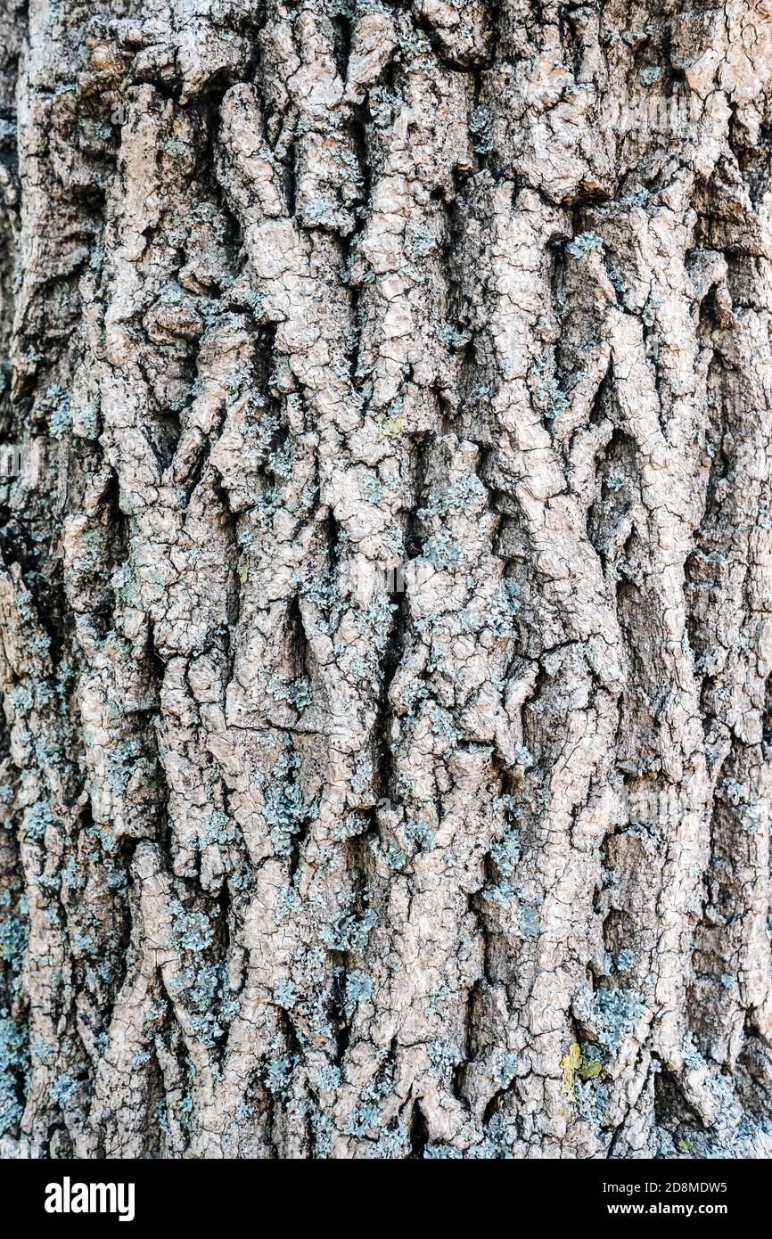 Body shell hi-res stock photography and images - Alamy