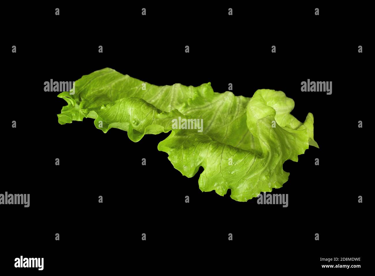 Lettuce Iceberg leaf isolated on black background close-up ingredient ...