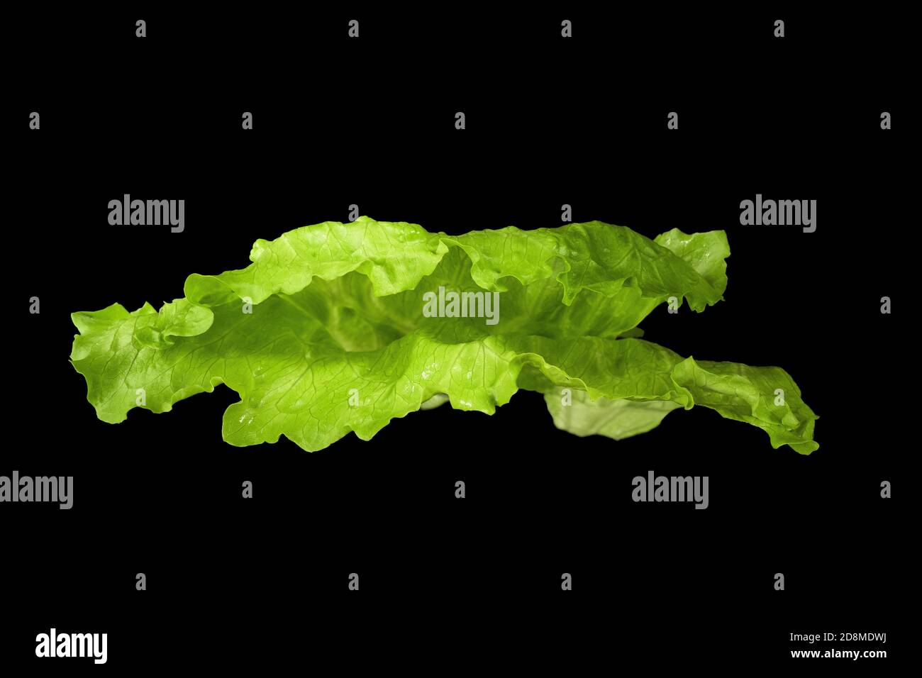 Lettuce Iceberg leaf isolated on black background close-up ingredient ...