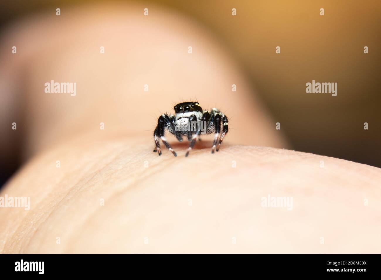 black & white jumping spider in hand Stock Photo - Alamy