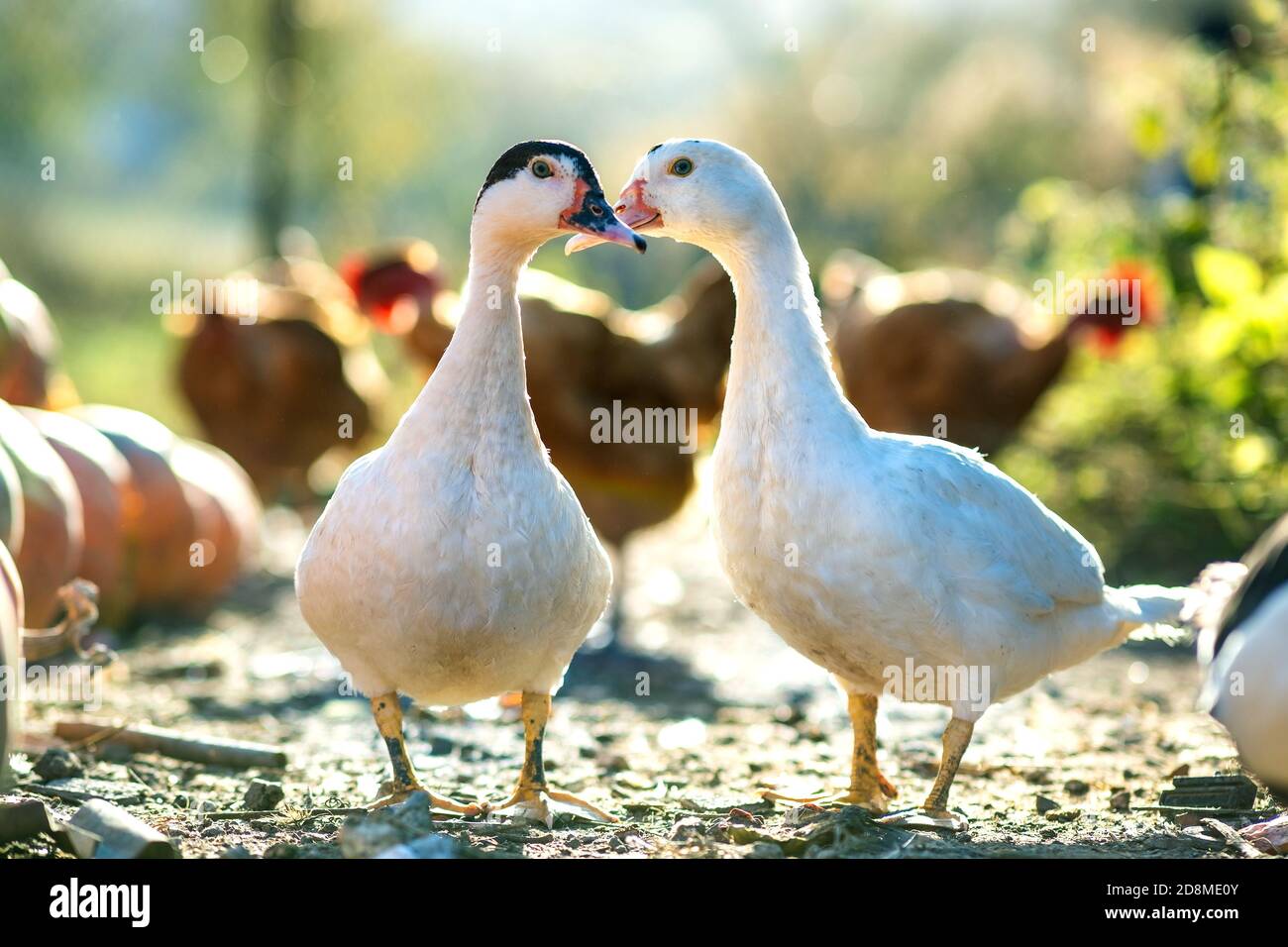 Ducks feed on traditional rural barnyard. Detail of a duck head. Close ...