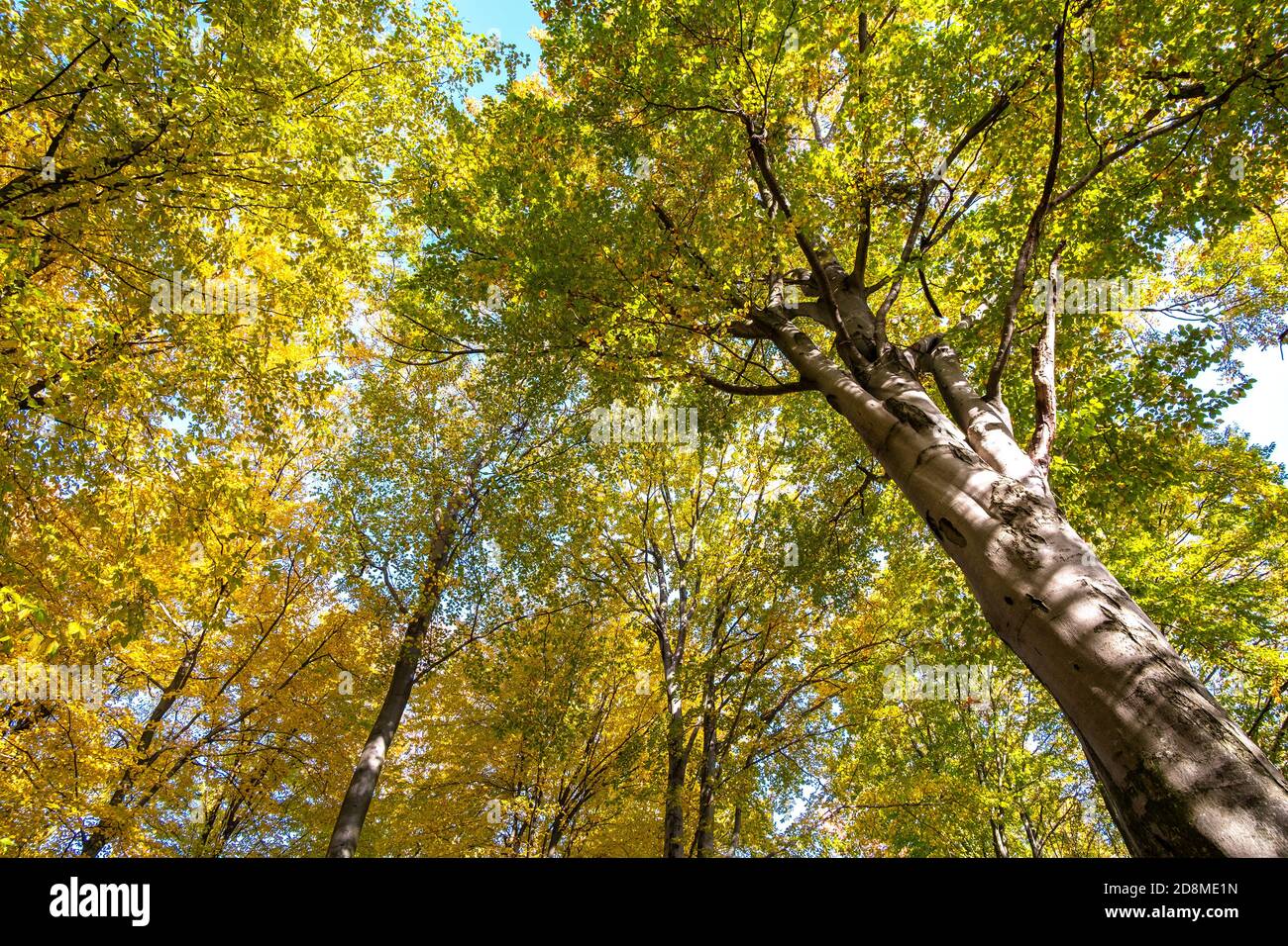 Perspective from down to up view of autumn forest with bright orange ...