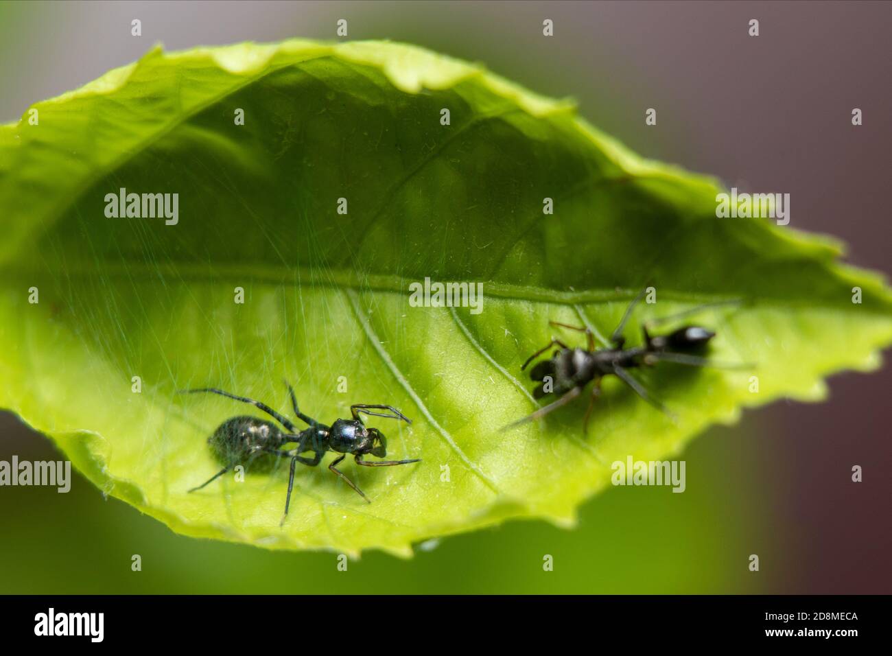 pair of Ant Mimicking Spider Stock Photo - Alamy