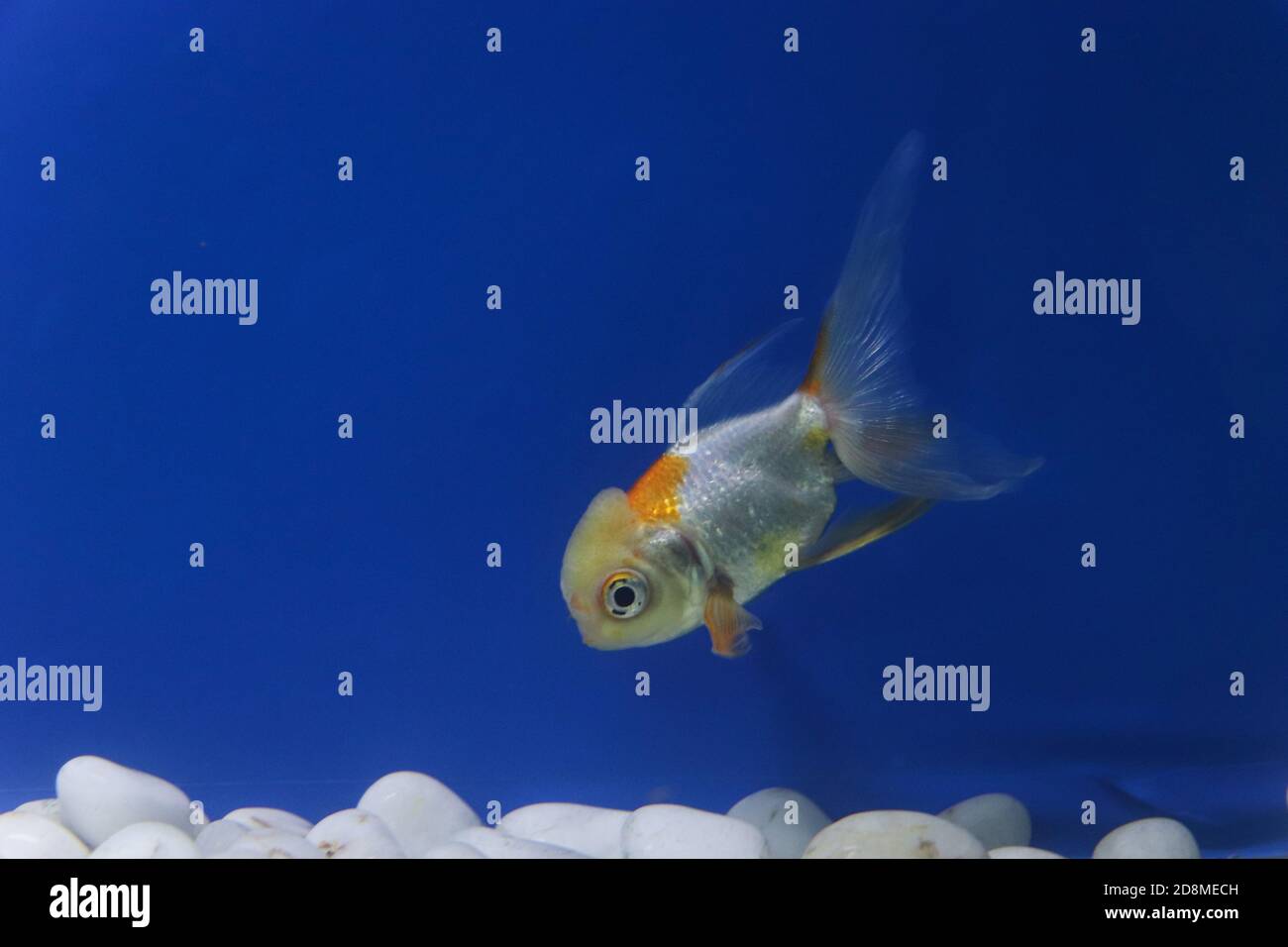 red cap Gold fish in blue background Stock Photo - Alamy
