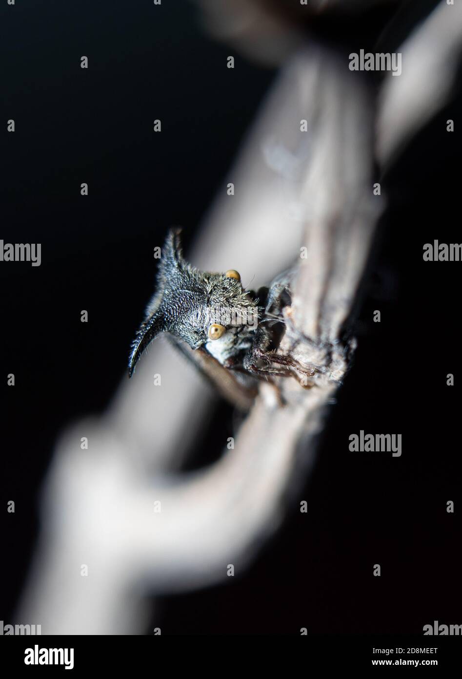 Tropical tree hopper hi-res stock photography and images - Alamy