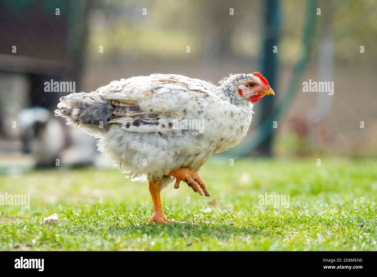 Hen feed on traditional rural barnyard. Close up of chicken standing on ...