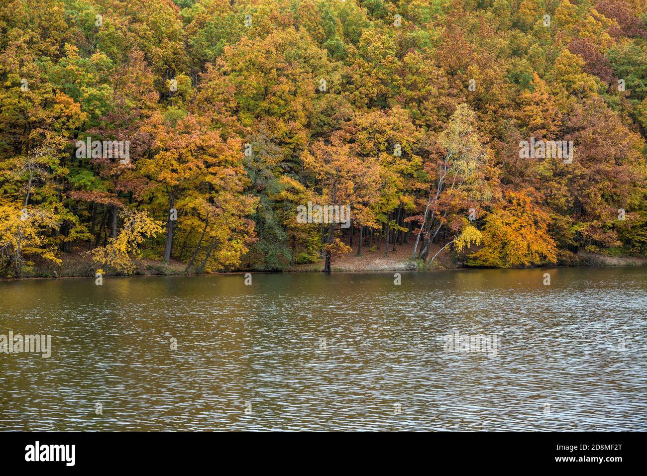 Autumn landscape with colorful forest and a lake Stock Photo - Alamy