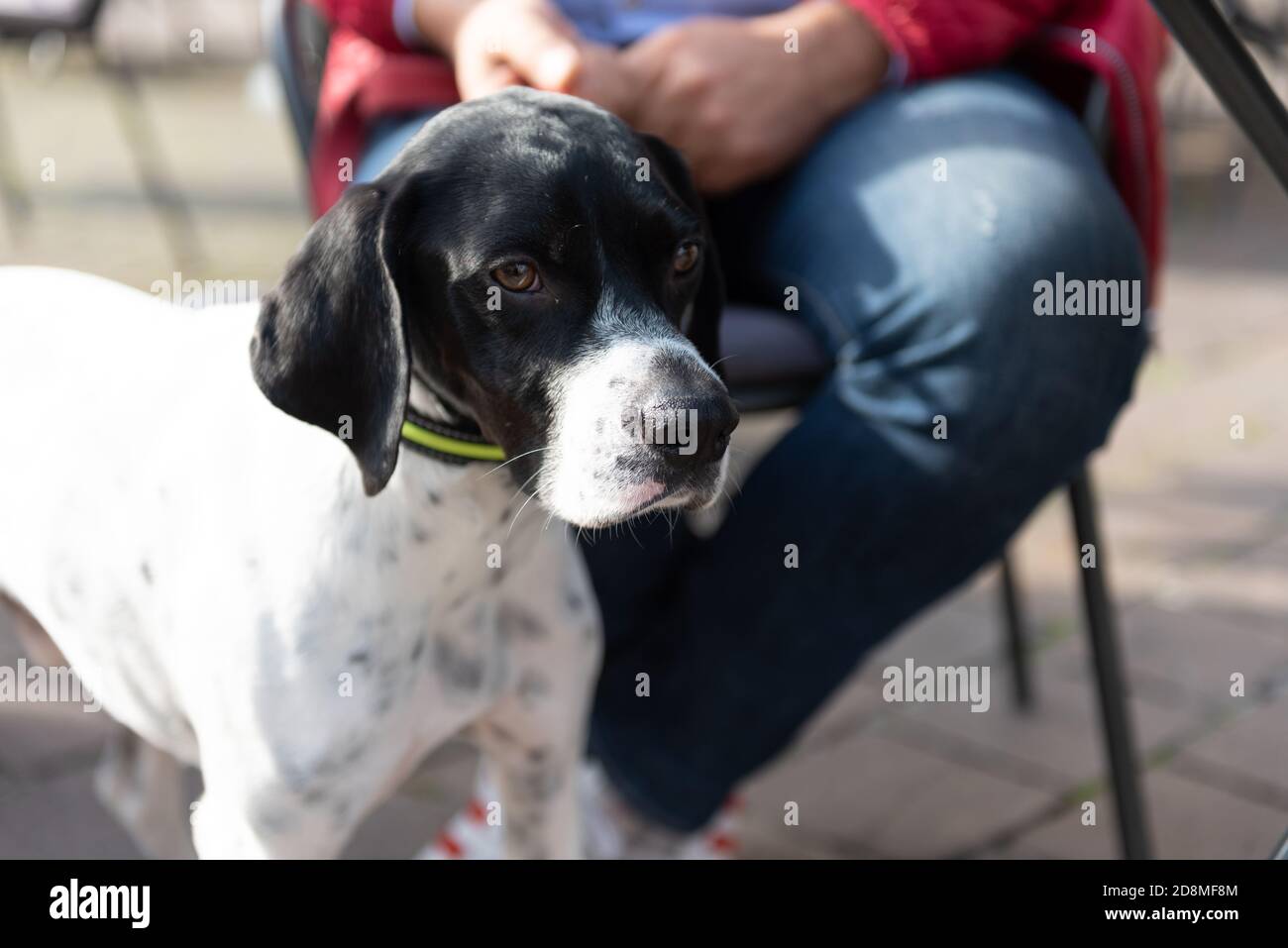 Bellissimo cane pointer con guinzaglio accanto al suo padrone Stock ...