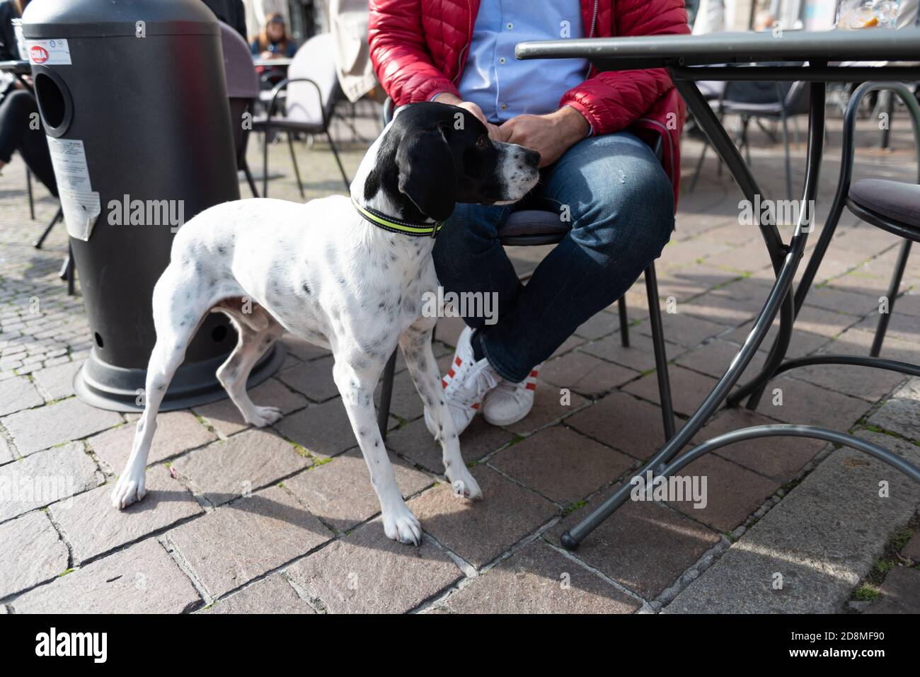 Bellissimo cane hi-res stock photography and images - Alamy