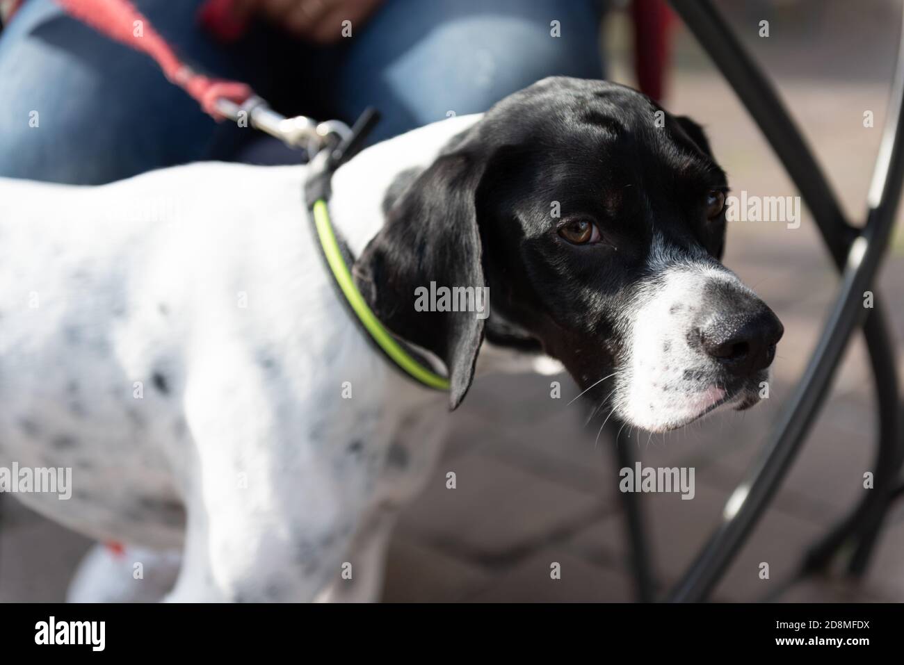 Bellissimo cane pointer con guinzaglio accanto al suo padrone Stock ...