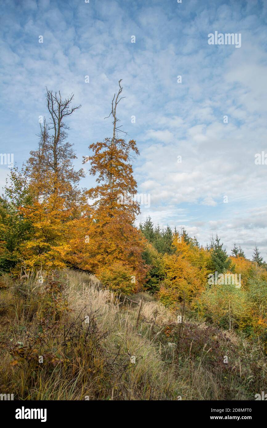 Forest in the fall. Woods in autumn Stock Photo - Alamy