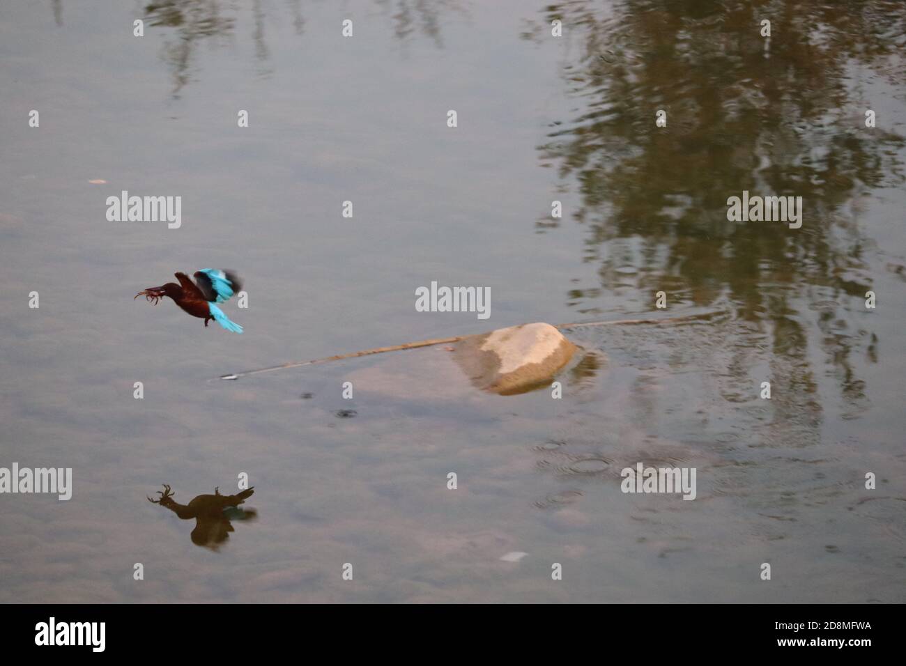 October 31, 2020, Poonch, Jammu and Kashmir, India: A Kingfisher ...