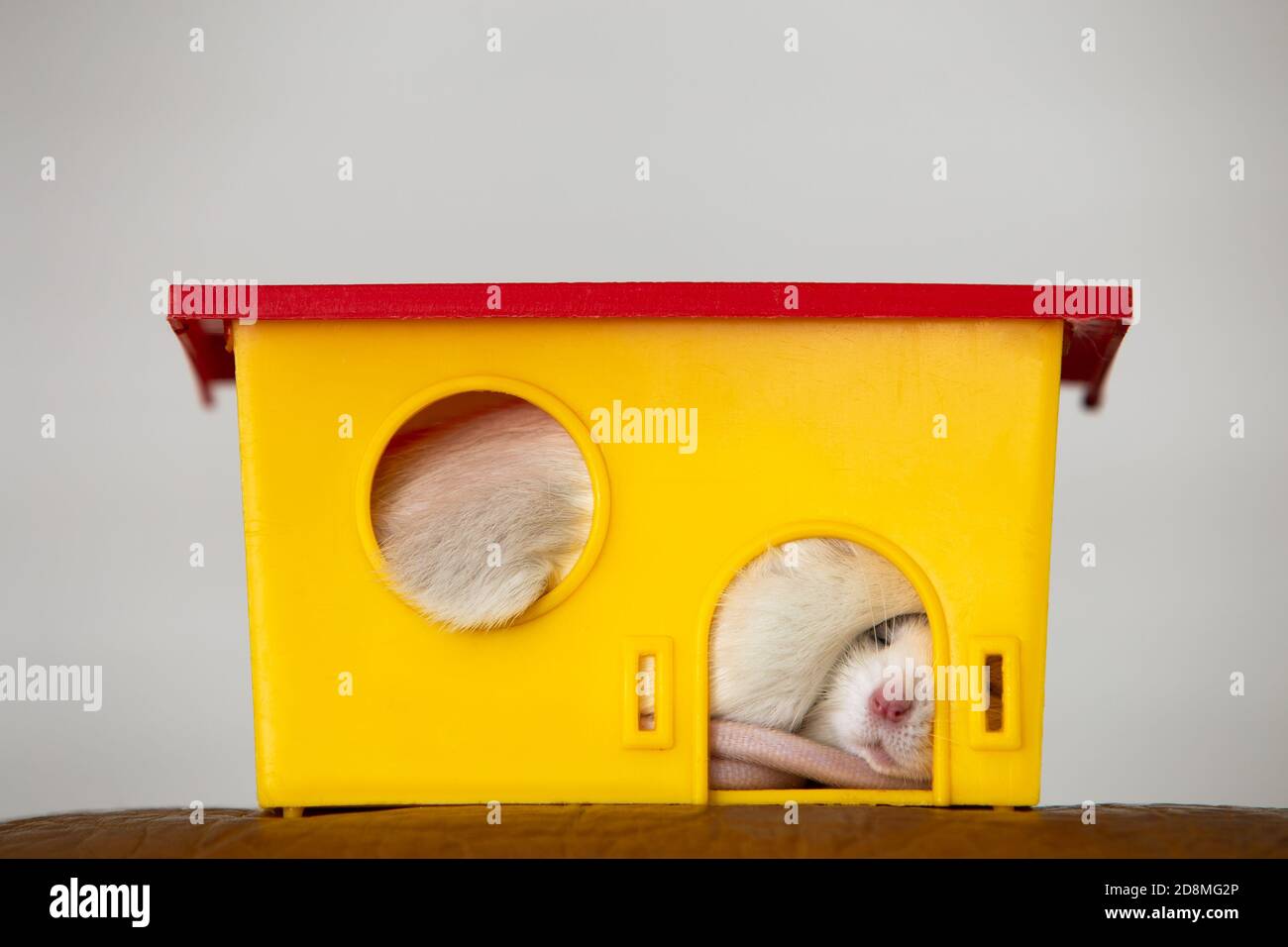 Closeup of funny white domestic rat with long whiskers sleeping in ...