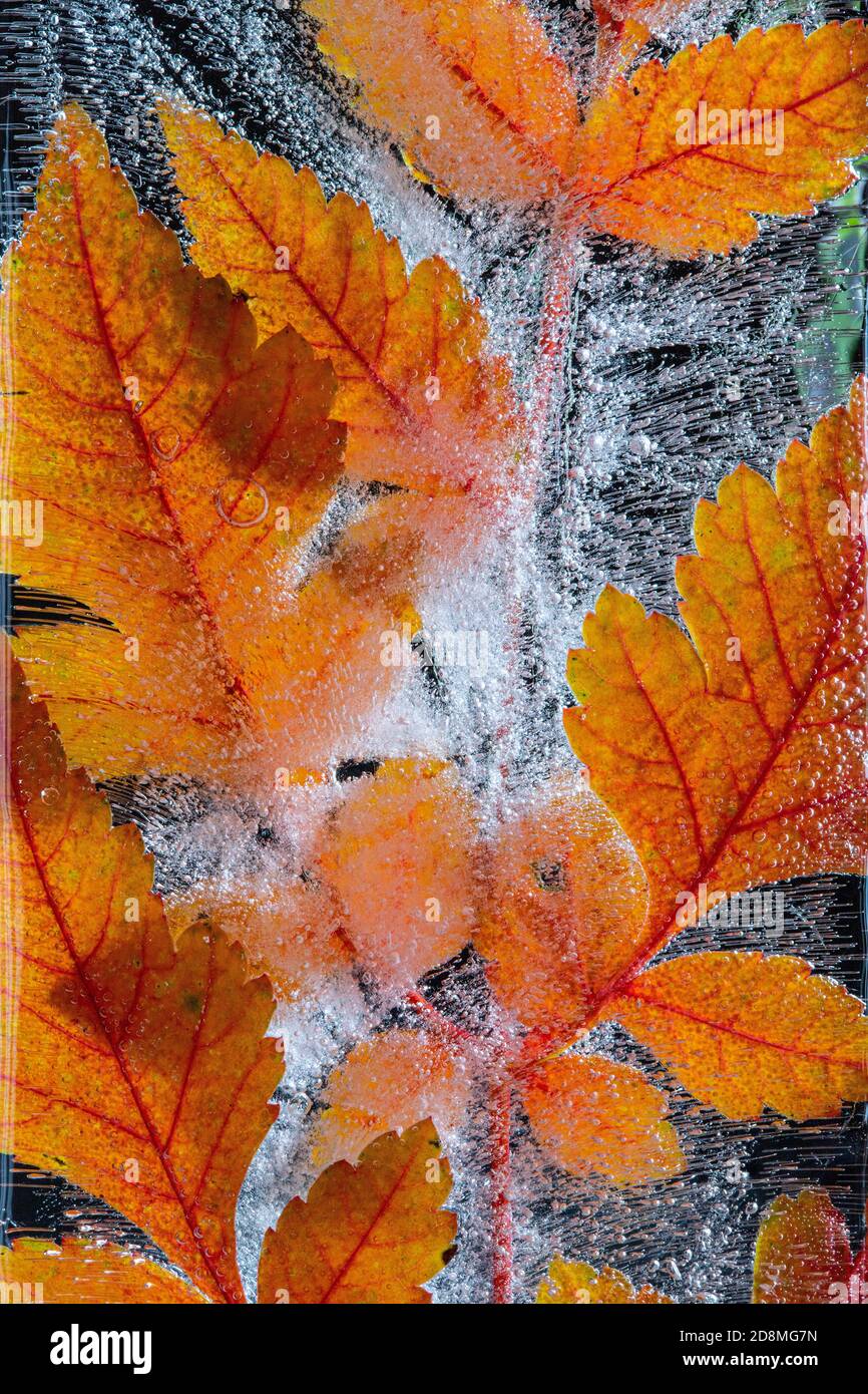 Frozen ice block background hi-res stock photography and images - Alamy