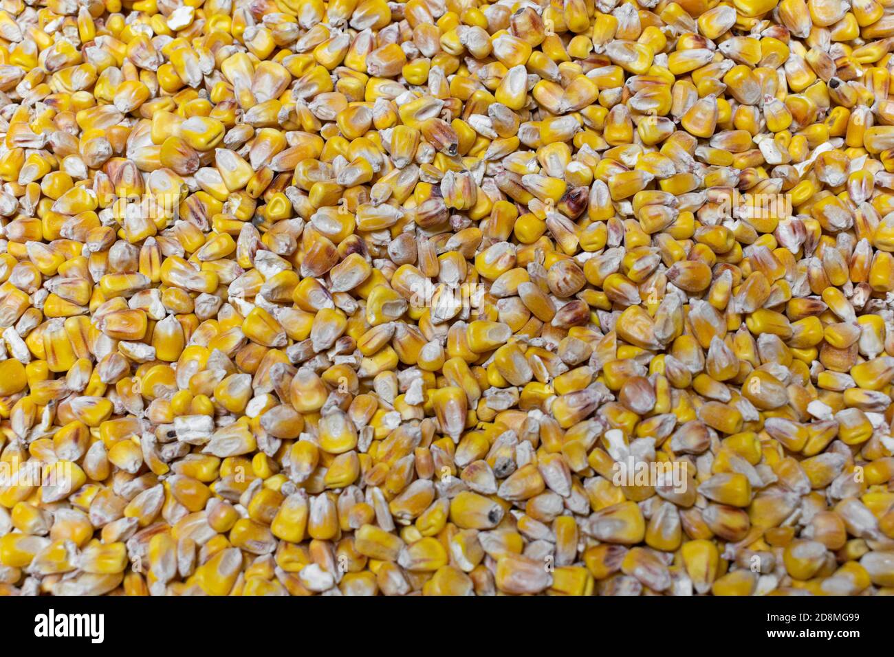 Pile of yellow corn grains Stock Photo - Alamy