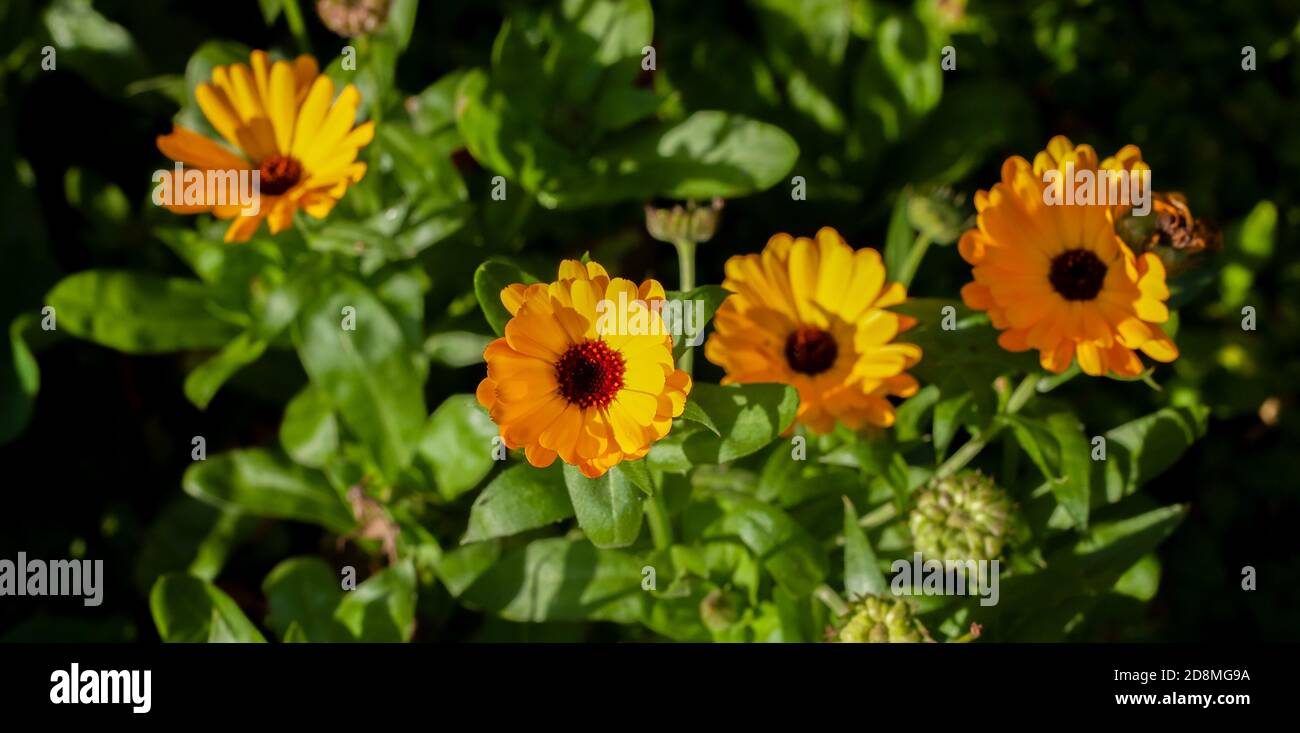 High angle shot of yellow flowers in a garden captured during the ...