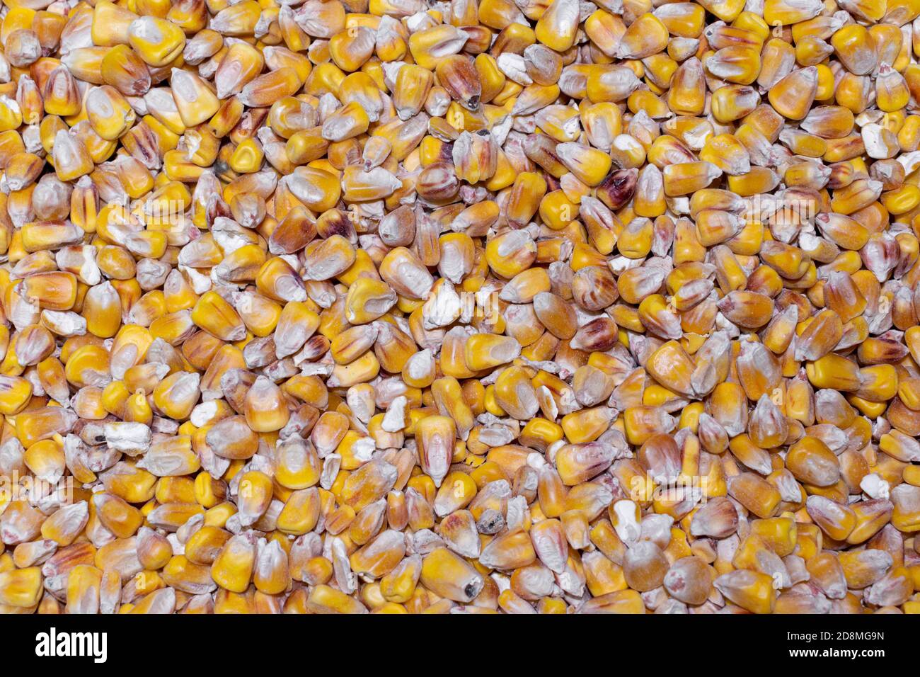 Pile of yellow corn grains Stock Photo - Alamy