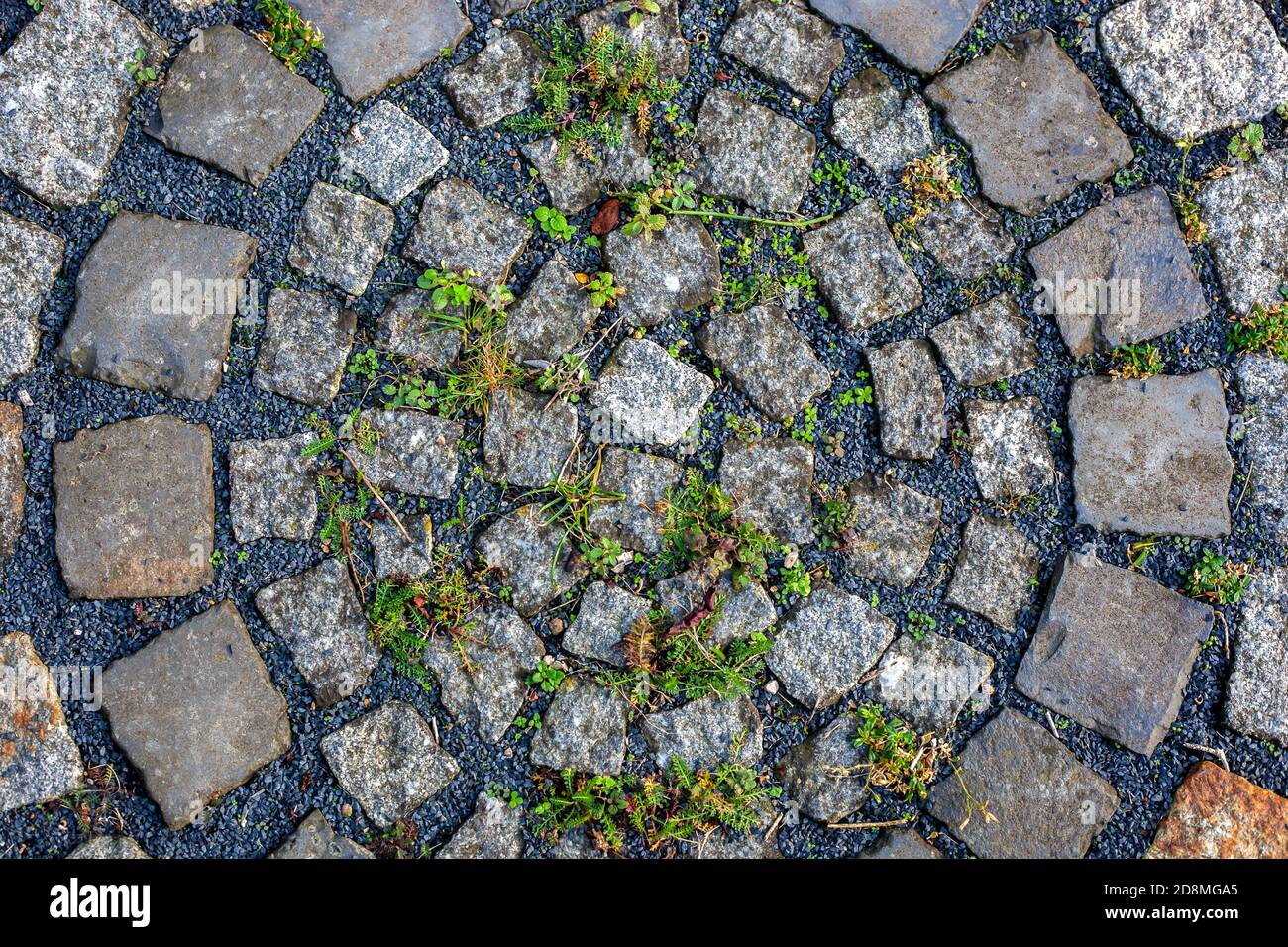 Top view of plants growing from inside the stones of the ground ...