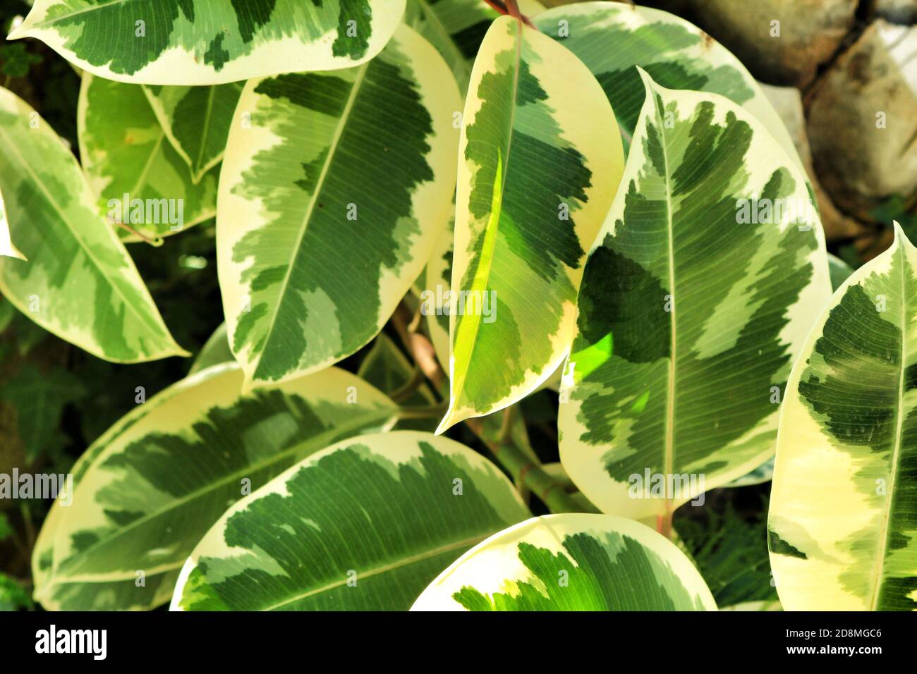 Beautiful Ficus Elastica plant in the garden Stock Photo - Alamy