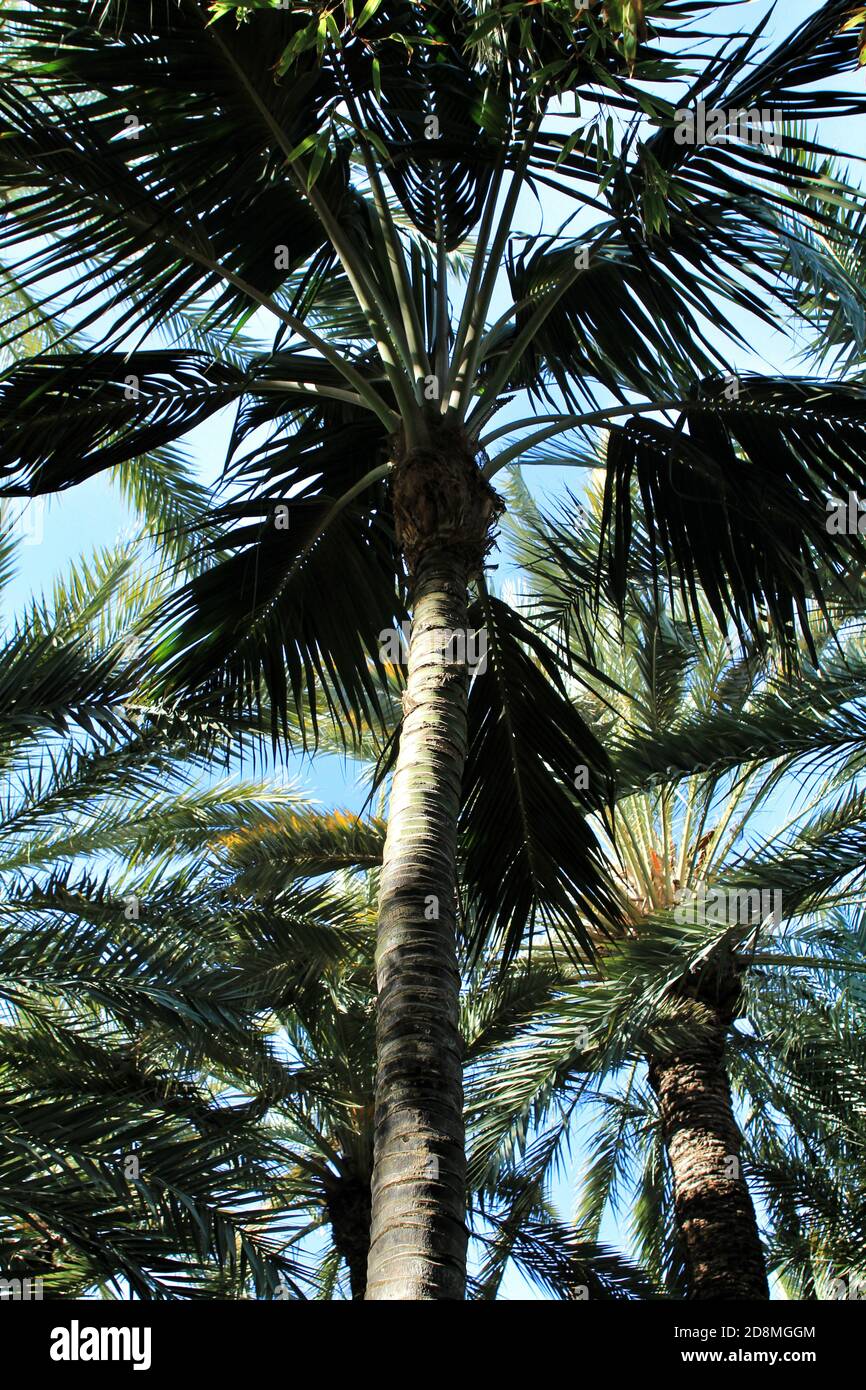 Beautiful Howea Fosteriana palm tree in the garden Stock Photo - Alamy