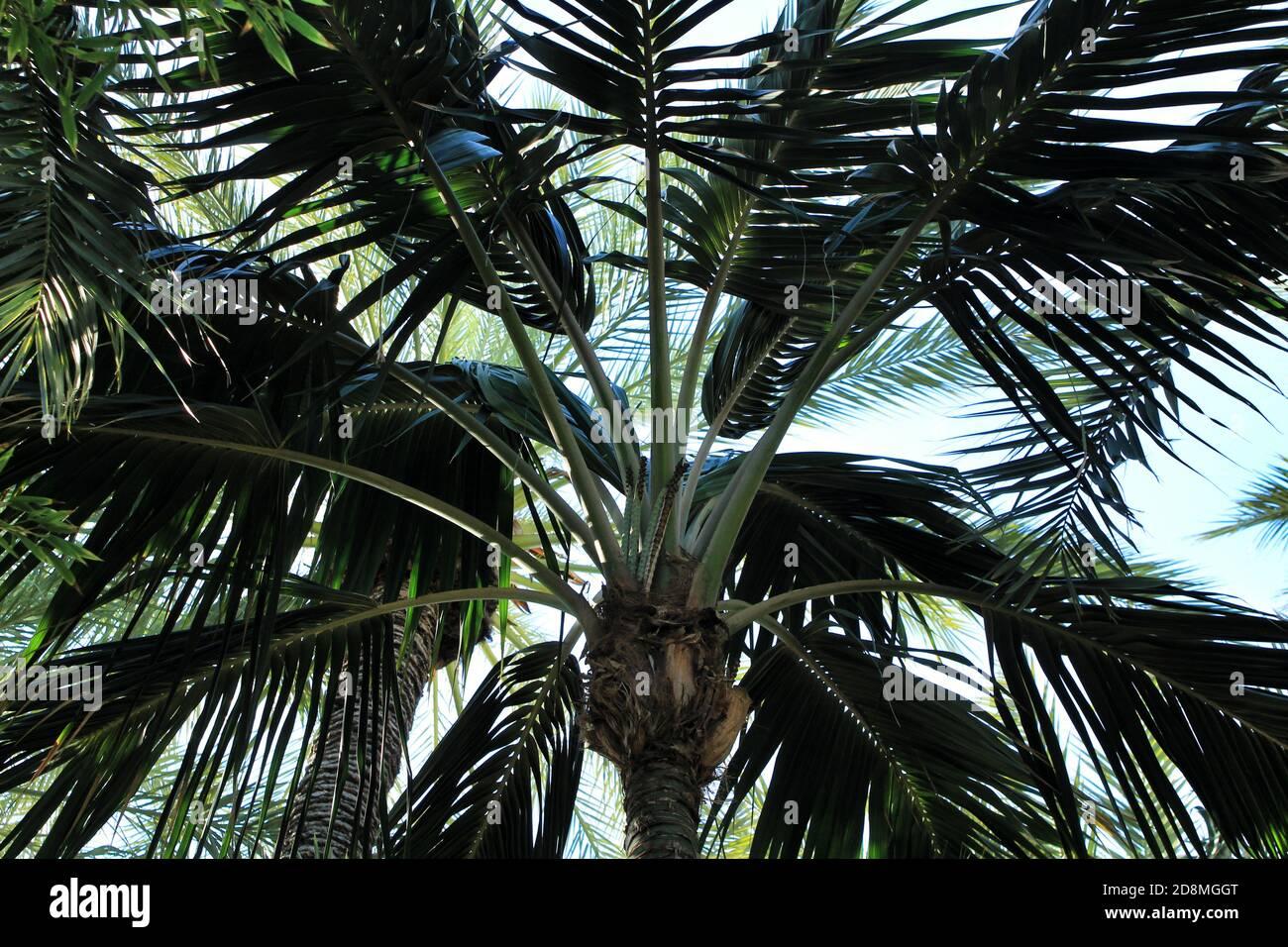 Beautiful Howea Fosteriana palm tree in the garden Stock Photo - Alamy