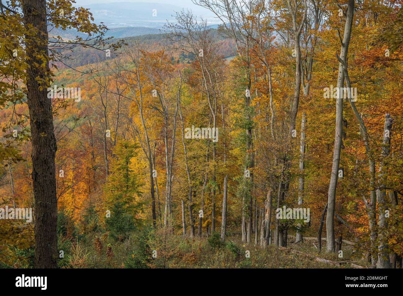 Forest in the fall. Woods in autumn Stock Photo - Alamy