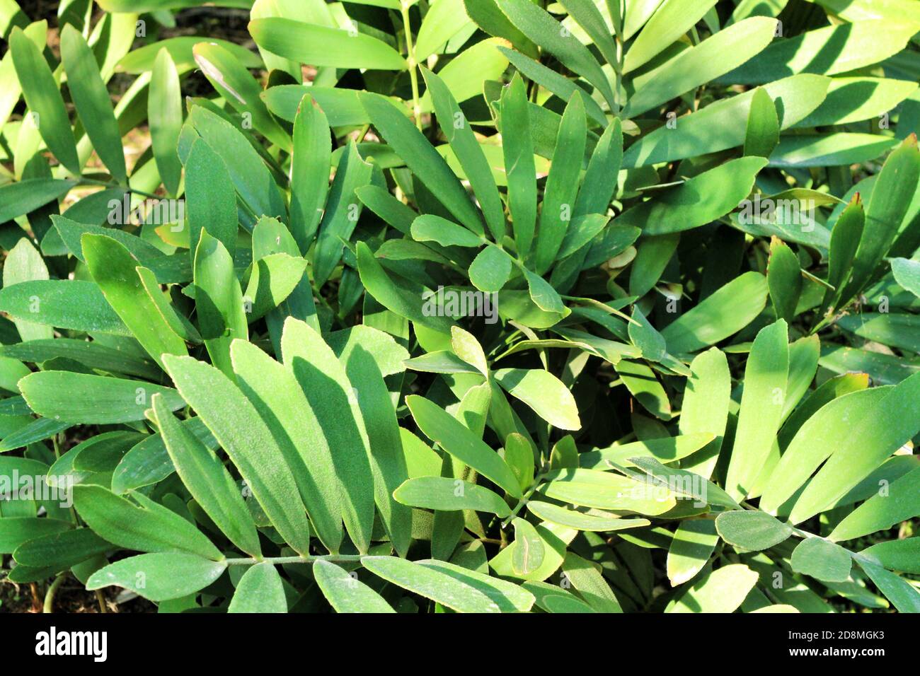 Zamia fern hi-res stock photography and images - Alamy