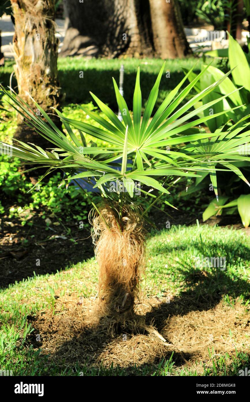 Coccothrinax crinita hi-res stock photography and images - Alamy