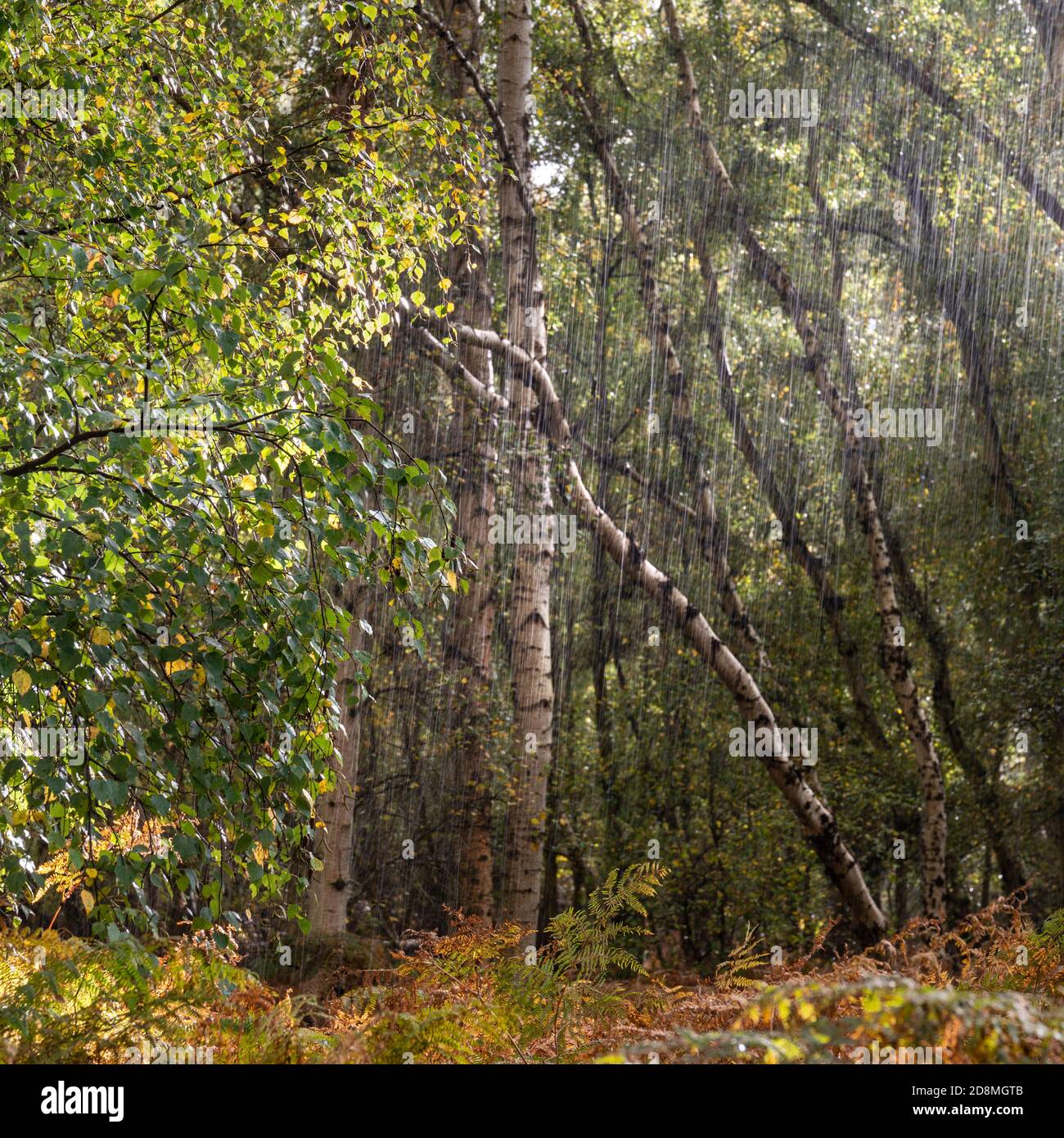 Stunning Autumn Fall forest landscape with vibrant warm Fall colours ...