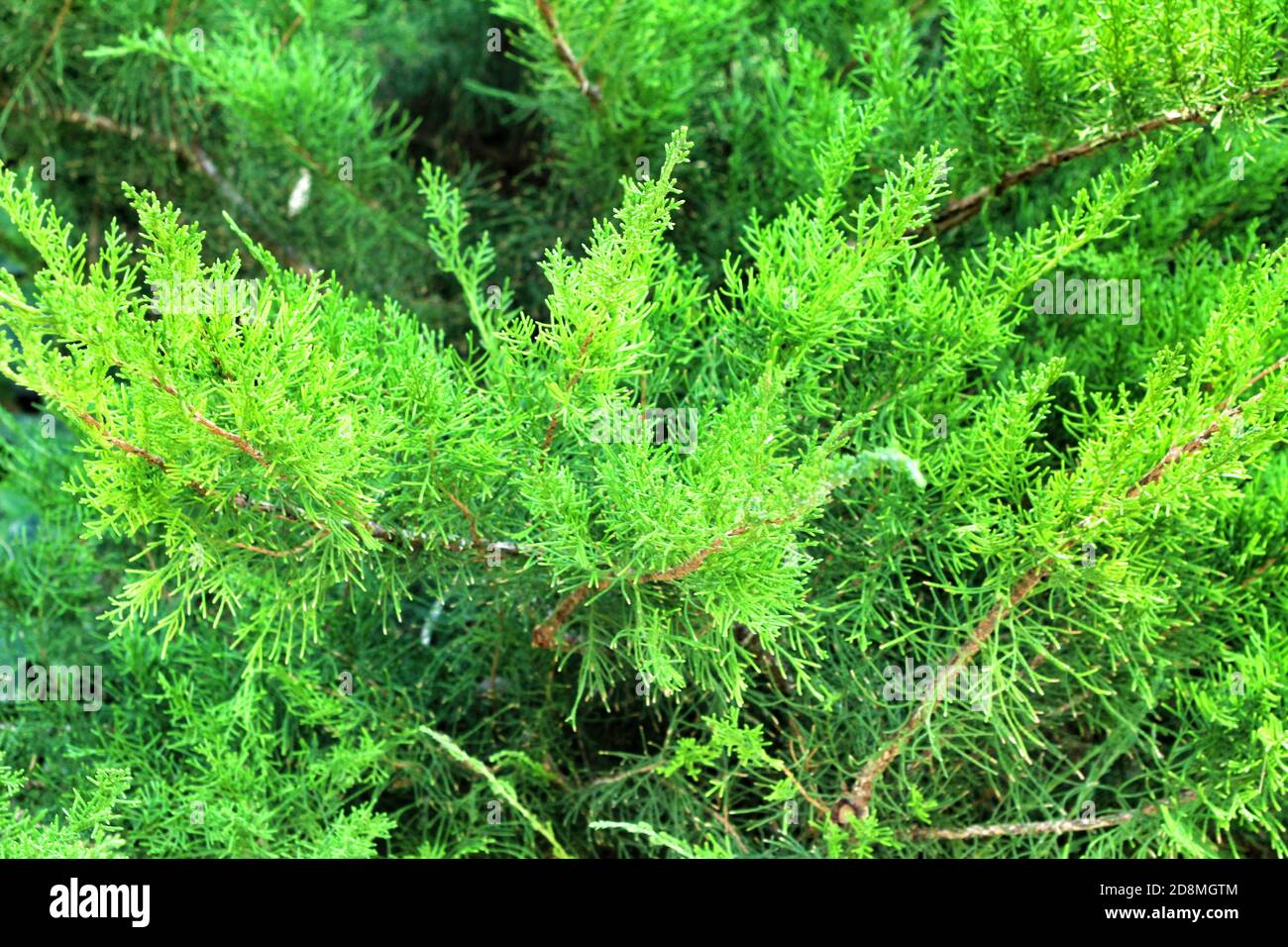 Beautiful Juniperus Chinensis plant in the garden Stock Photo - Alamy