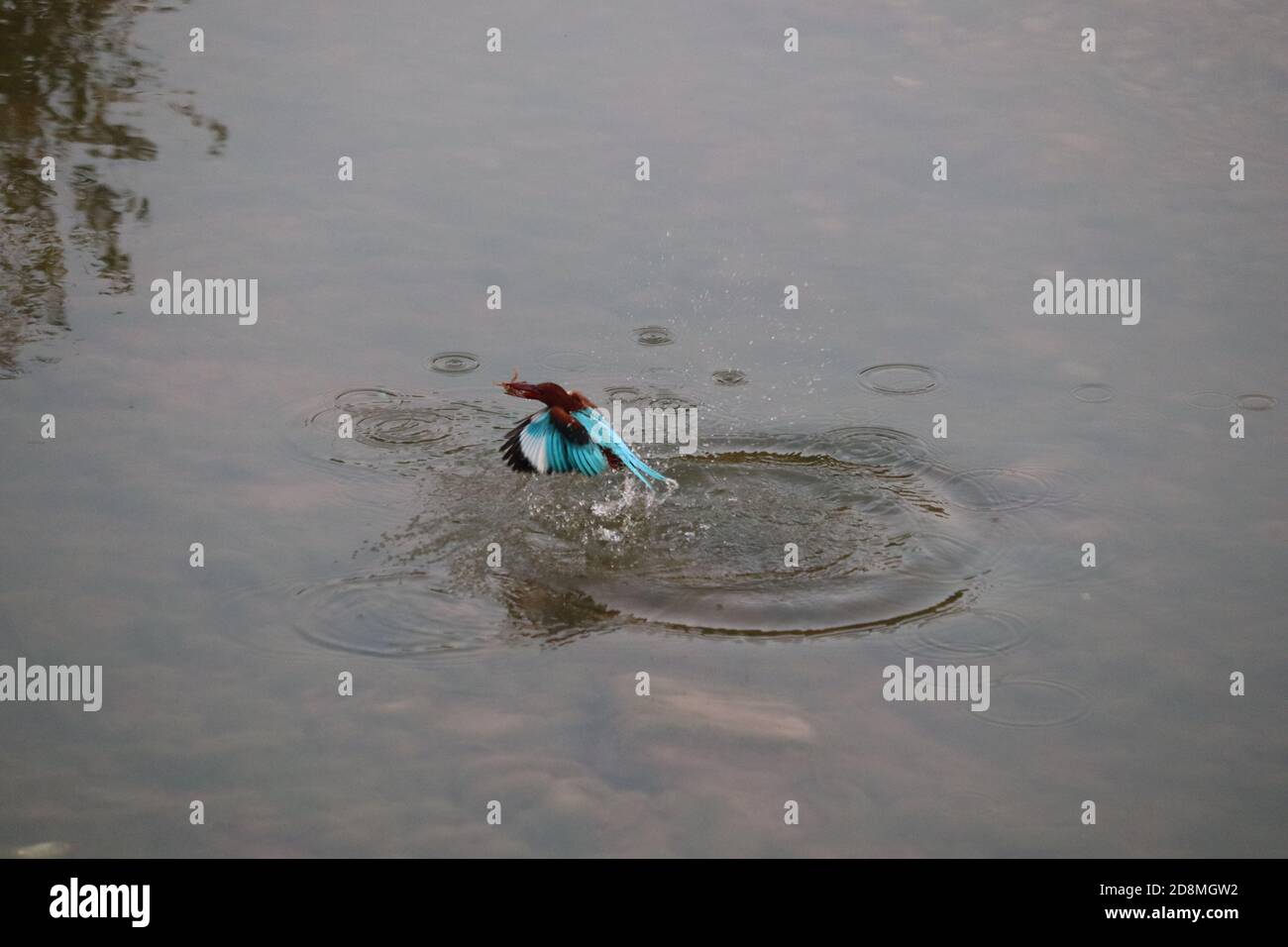 October 31, 2020, Poonch, Jammu and Kashmir, India: A Kingfisher ...