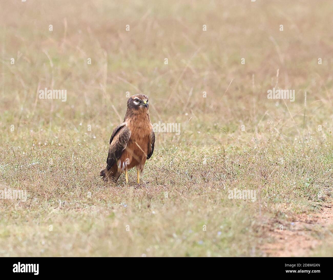 White Eyed Buzzard Stock Photo - Alamy