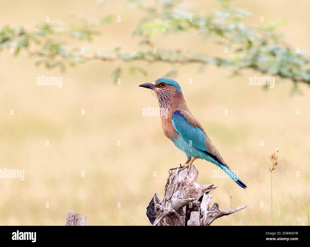 Europeanroller hi-res stock photography and images - Alamy