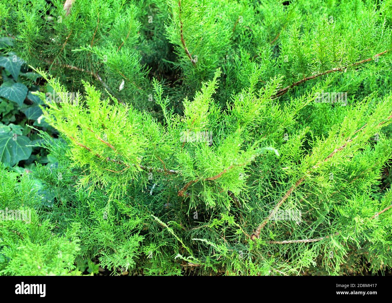 Beautiful Juniperus Chinensis plant in the garden Stock Photo - Alamy