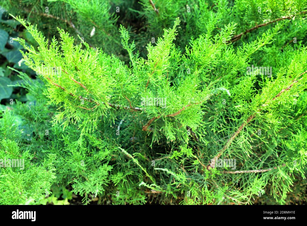 Beautiful Juniperus Chinensis plant in the garden Stock Photo - Alamy
