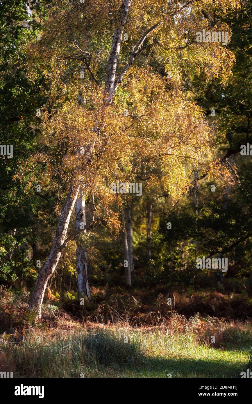 Stunning Autumn Fall landscape detail image in colorful forest in ...