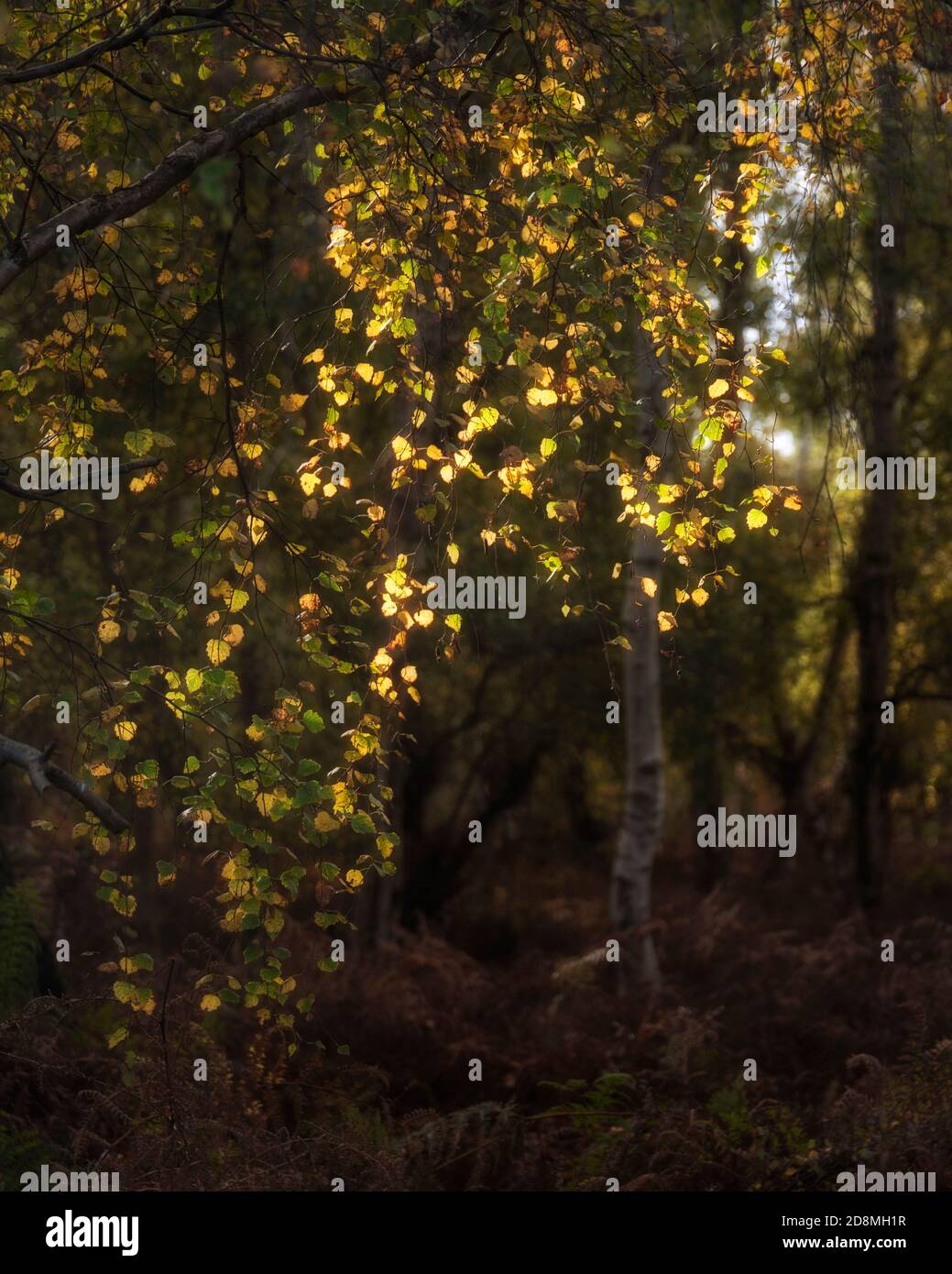 Stunning Autumn Fall landscape detail image in colorful forest in ...