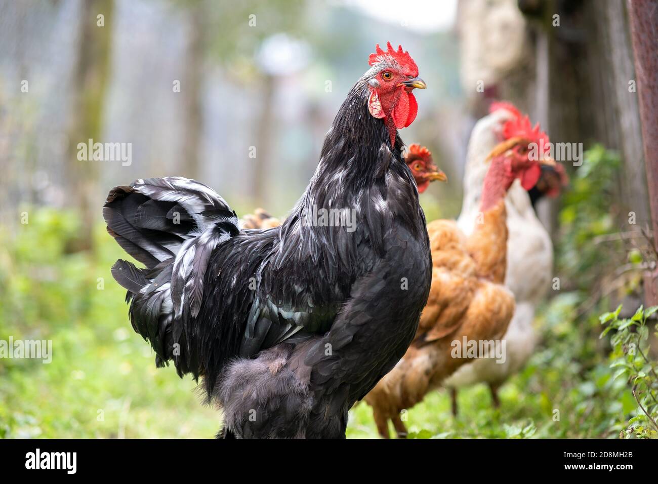 Closeup of domestic chicken feeding on traditional rural barnyard. Hens ...