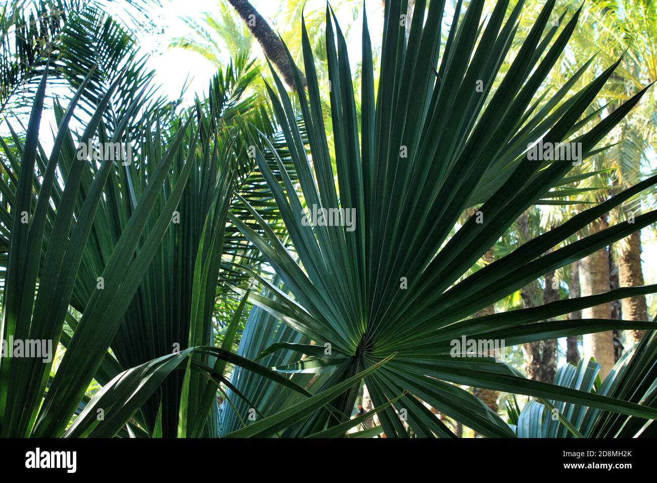 Beautiful Sabal Yapa palm tree in the garden Stock Photo - Alamy