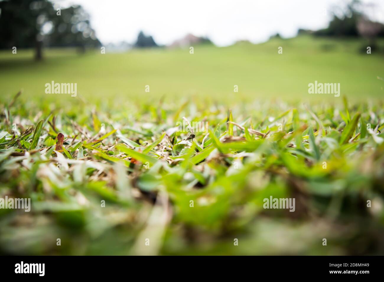 Famous 18 Hole Shillong Golf Course, situated in the East Khasi Hills ...