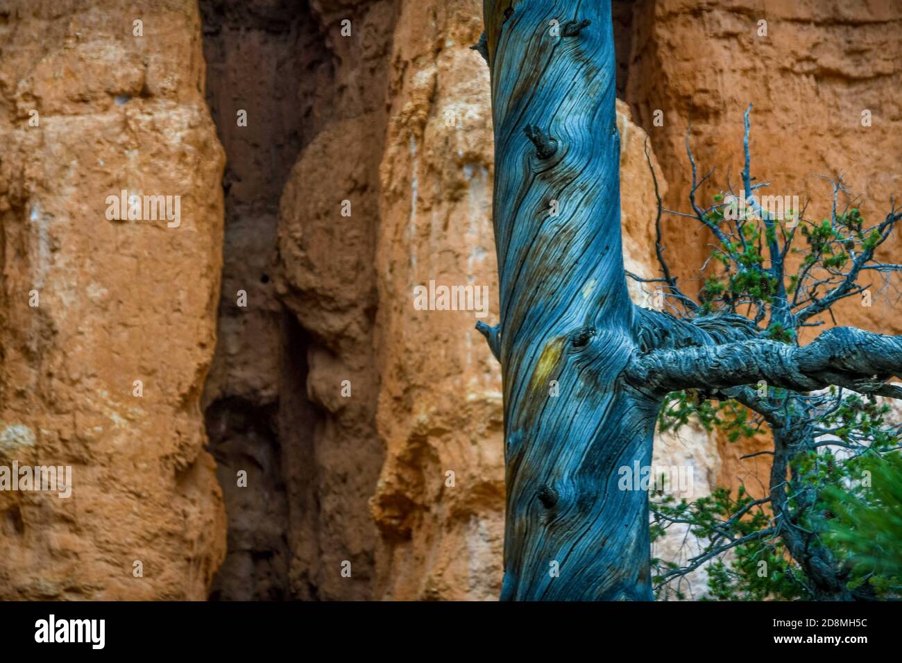 Blue tree in Bryce Canyon USA Stock Photo - Alamy